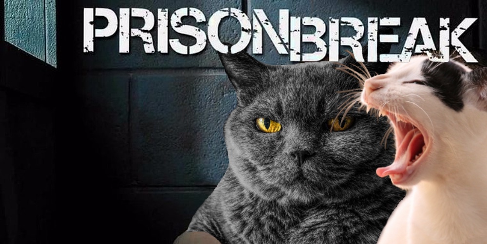 NieuwNieuws: Gevangen drugssmokkelende kat ontsnapt uit gevangenis